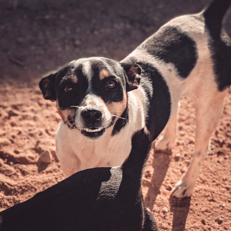 Home - Bear Paw Rat Terriers