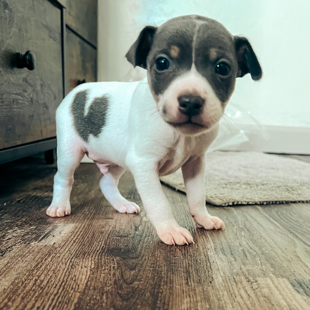 Should You Get a Male or Female Rat Terrier? - Bear Paw Rat Terriers